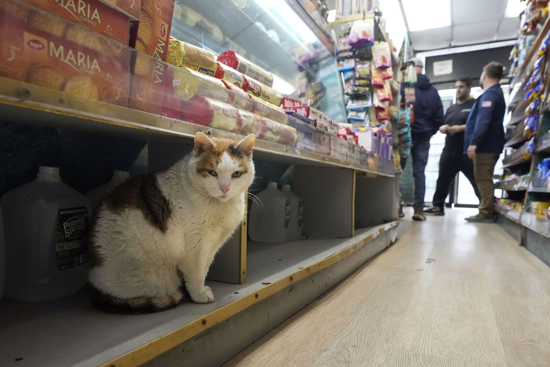 Bodega cats make New Yorkers’ hearts purr, even if they violate state ...
