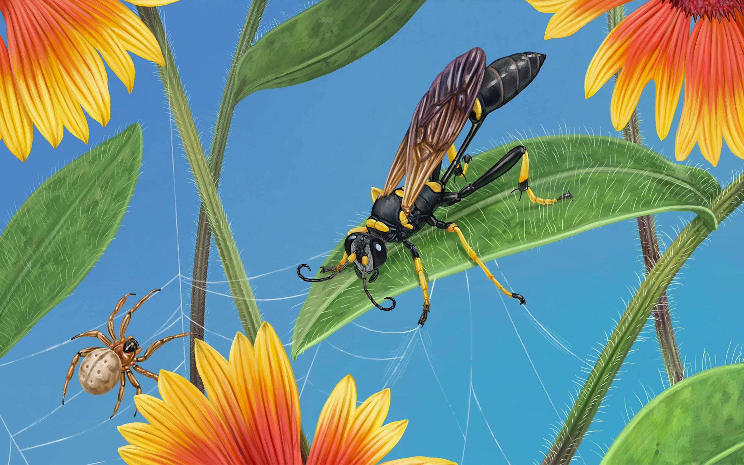 This Solitary Wasp Is Indifferent to Humans, Cruel to Spiders, and ...